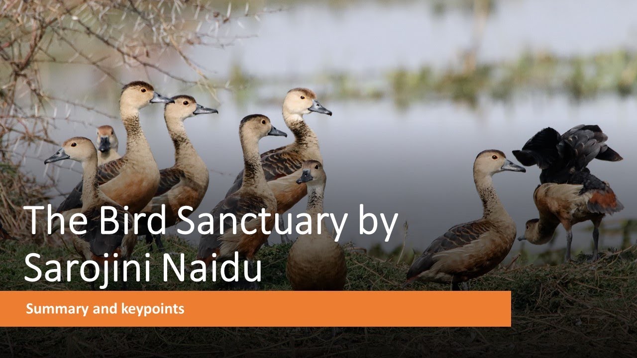 The Bird Sanctuary poem by Sarojini Naidu #poetry #indianpoem # ...