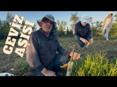 PART:1 KAMAN CEVİZ AĞACI YARMA AŞI NASIL YAPILIR REMZİ YAMAN ANLATIYOR