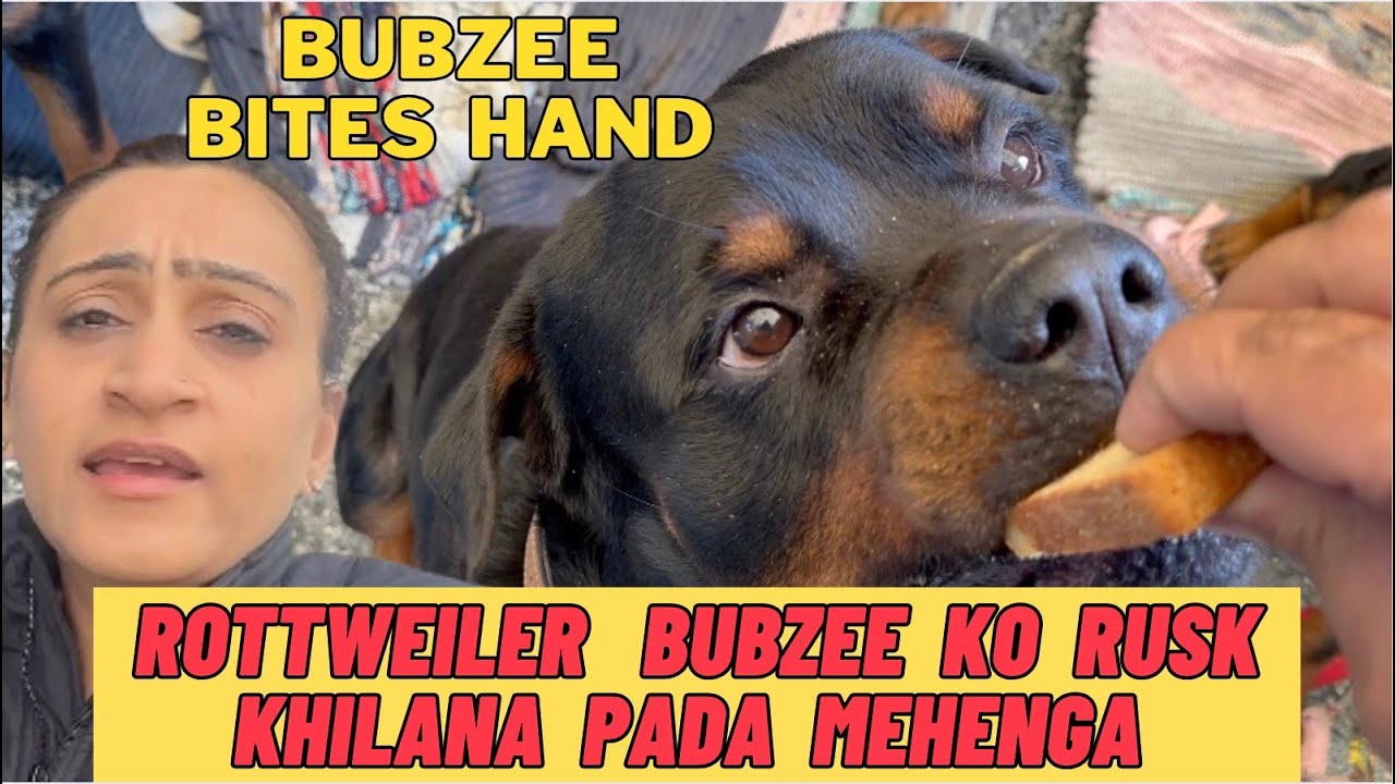 Rottweiler Bubzee Ko Rusk Khilaana Pada Mehenga: Bubzee Ne Haath Kaatne ...