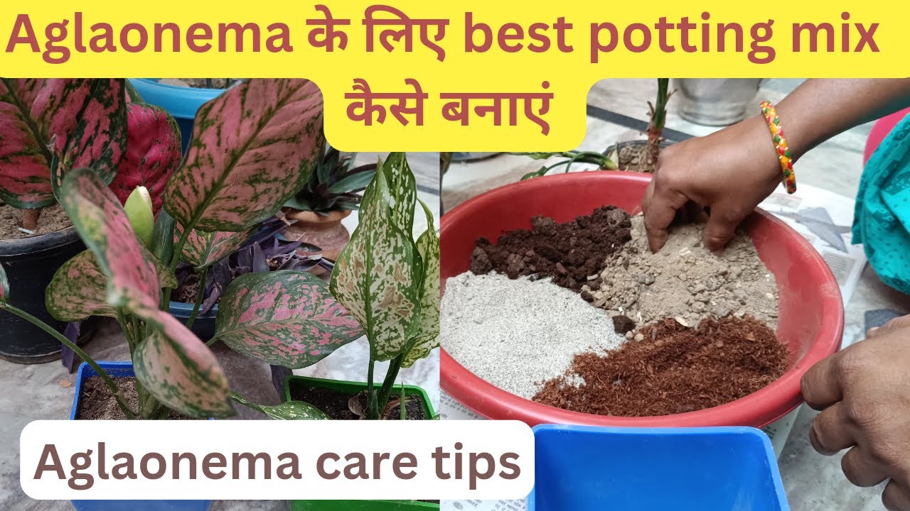 How to Repot Aglaonema plant | Aglaonema के लिए best potting mix कैसे ...
