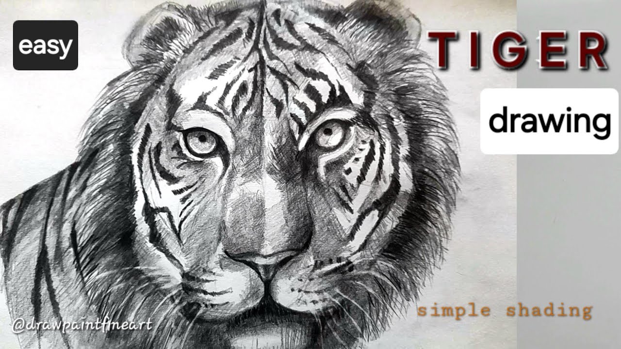 Realistic TIGER Drawing Tutorial | Learn Simple Shading Drawing - YouTube