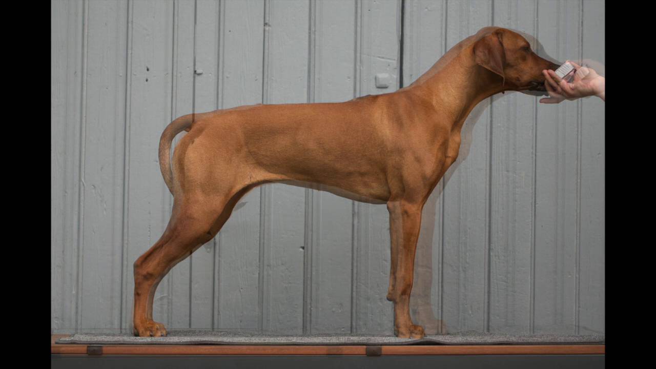 a Rhodesian Ridgeback growing I - YouTube