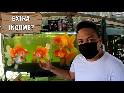 HOW to become a succesful GOLDFISH keeper | earn and learn ft Keeks Go ...