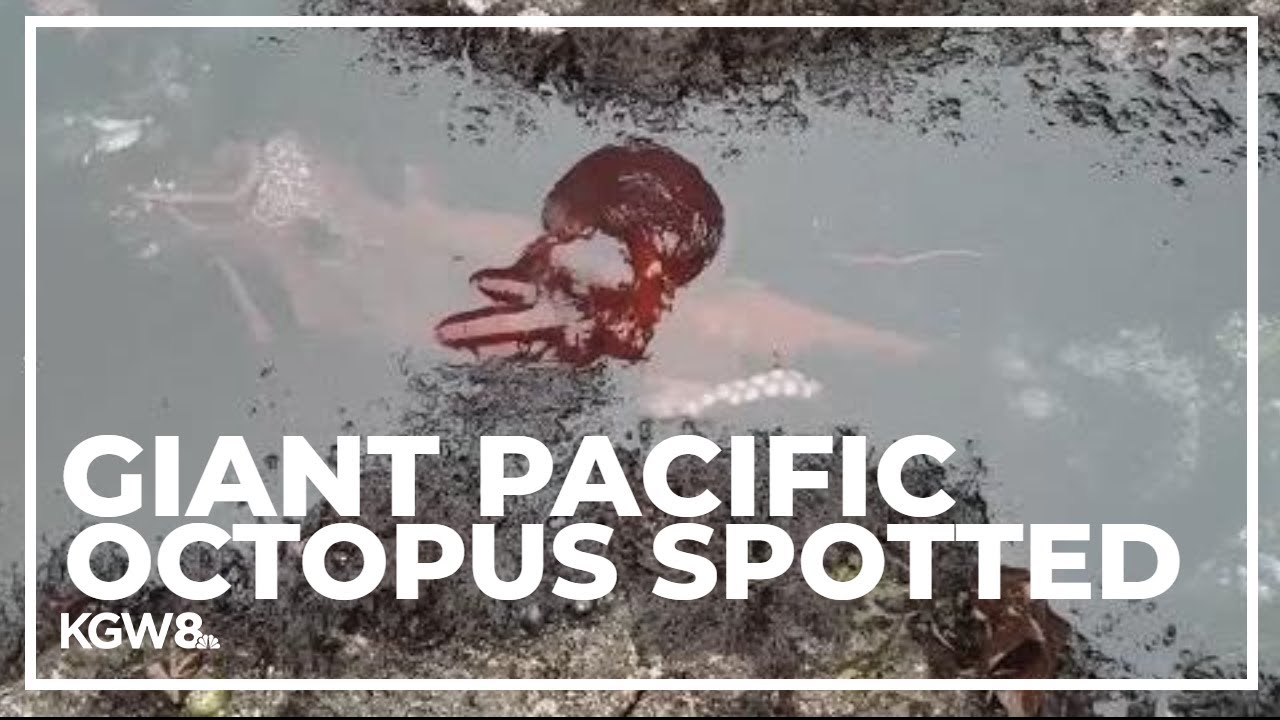 Giant Pacific octopus seen in Oregon coast tidepools - YouTube
