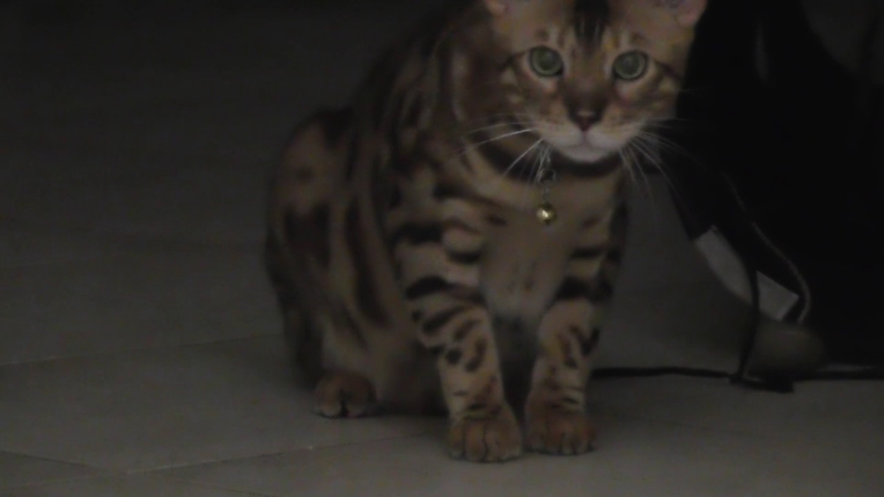 Cheeky tiger bengal cat 頑皮的虎貓 - YouTube