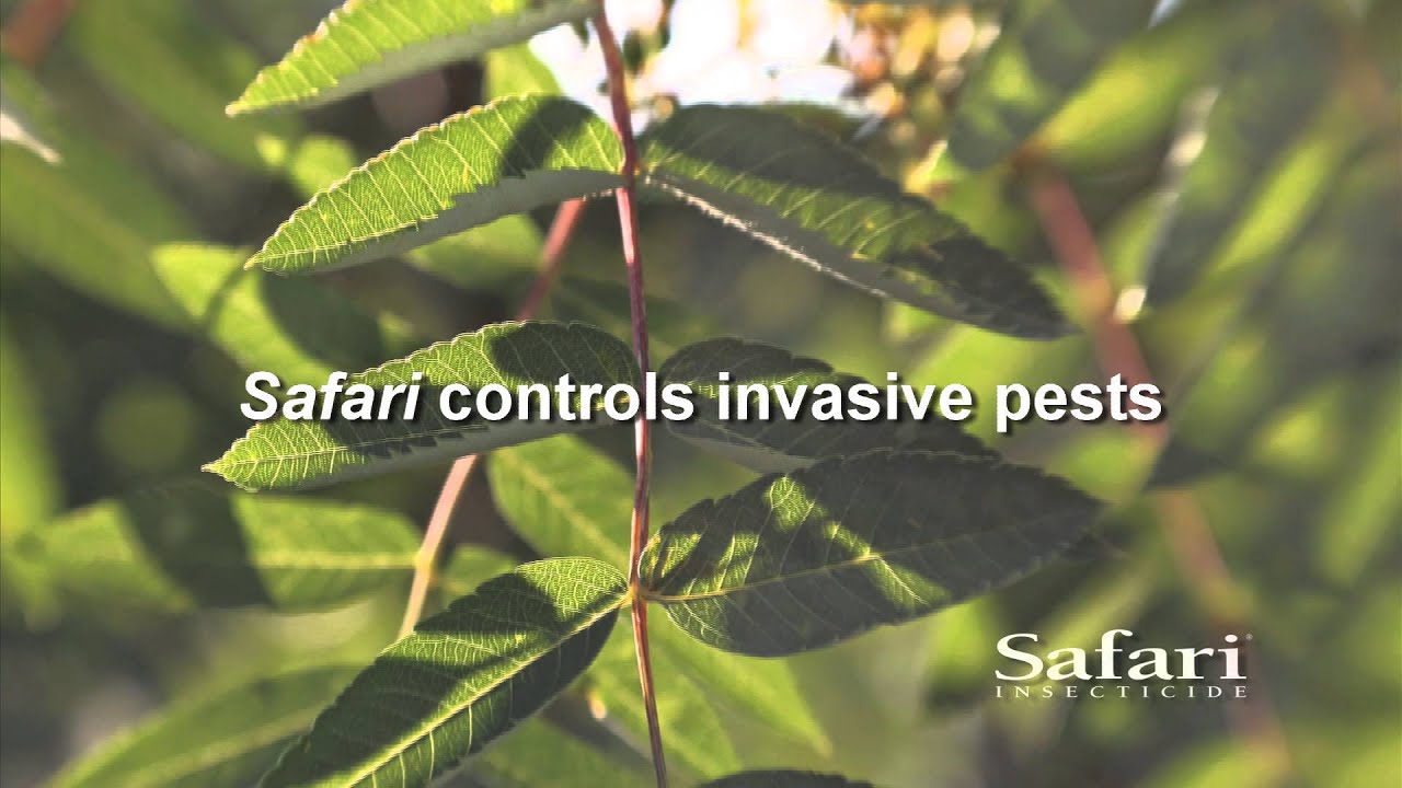 Benefits of Nufarm Safari® Insecticide - YouTube