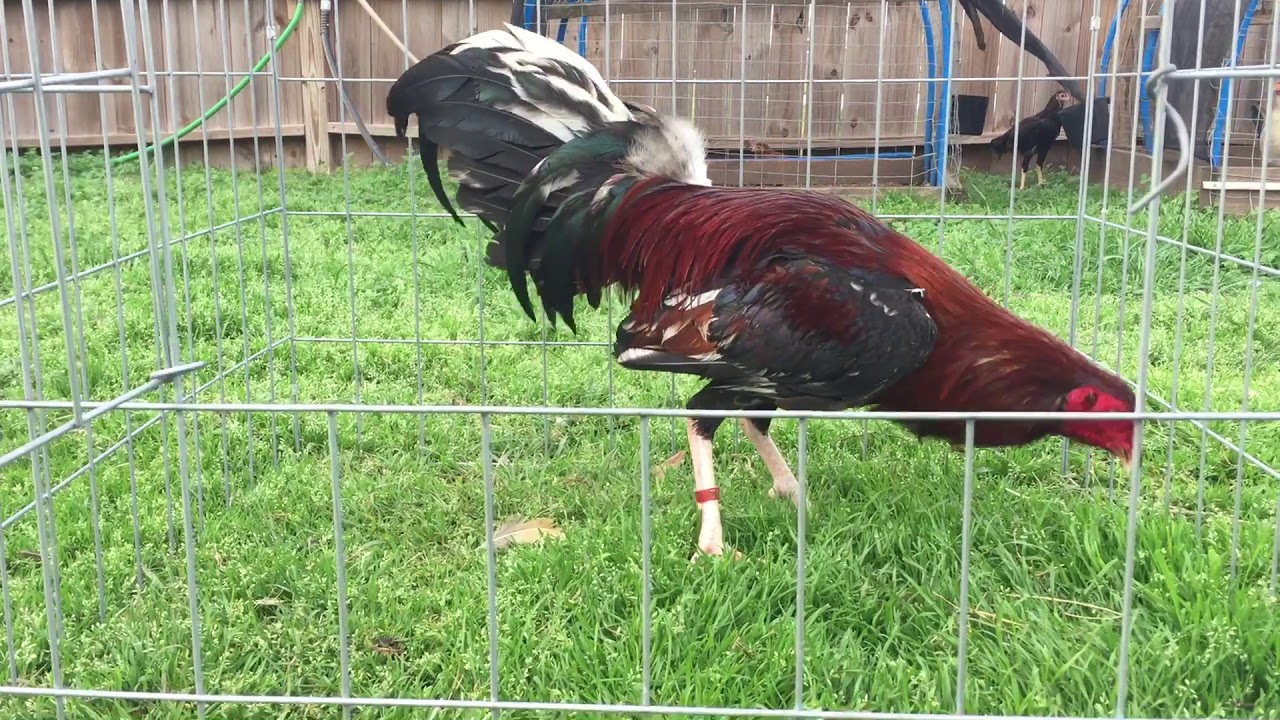 Kelso Out & Out by Thunder Valley Game Farm - YouTube