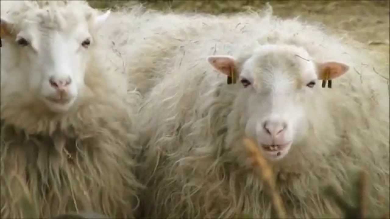 I just wanna be a Sheep - YouTube