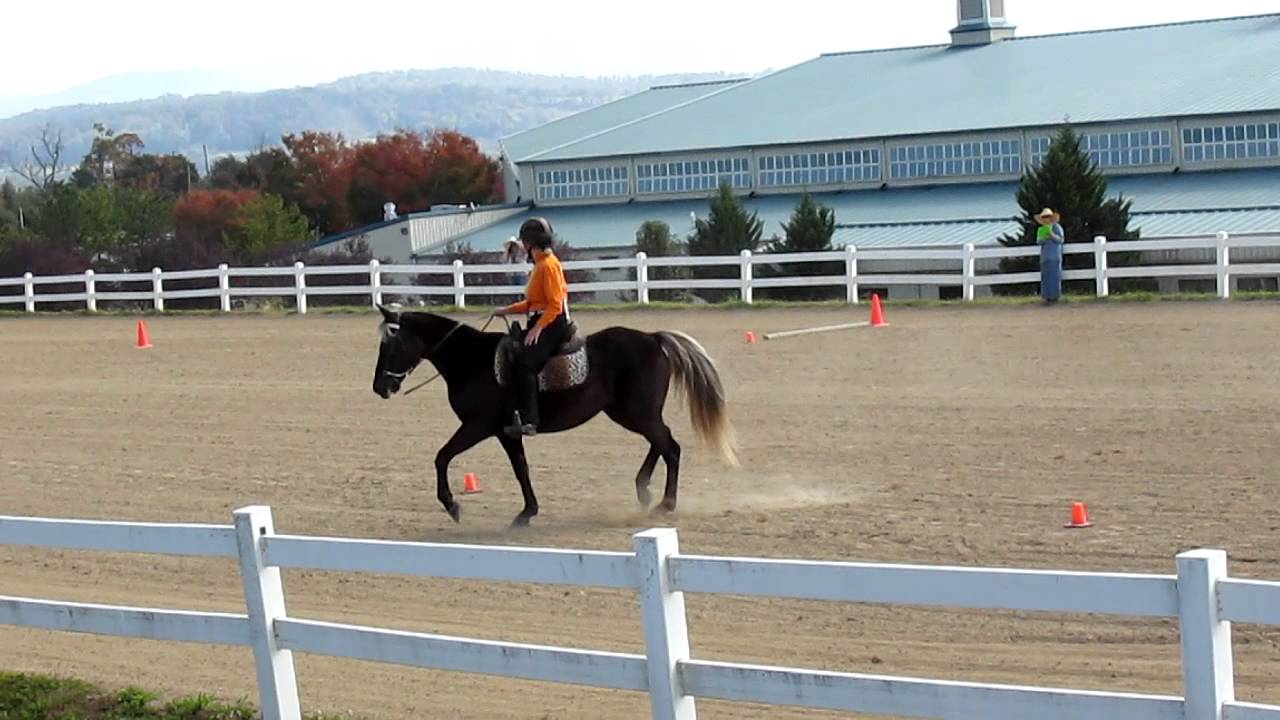Gaited Equine Versatility Event Western Riding Pattern - YouTube
