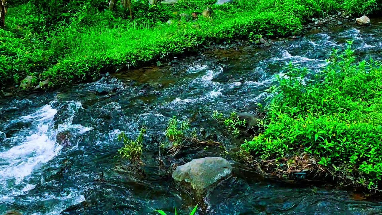 Beautiful Deep Forest Green Stream, Beautiful Flowing Water Sounds in ...