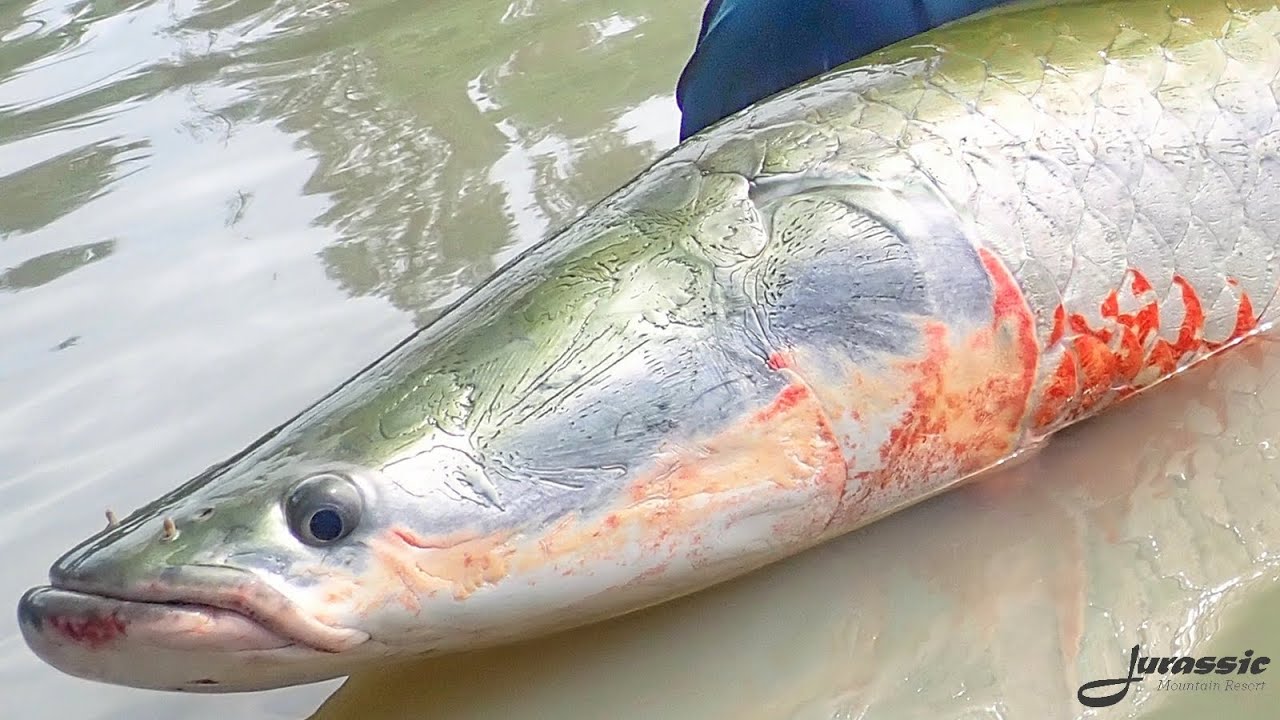Releasing an arapaima in Thailand at Jurassic Fishing Park - YouTube