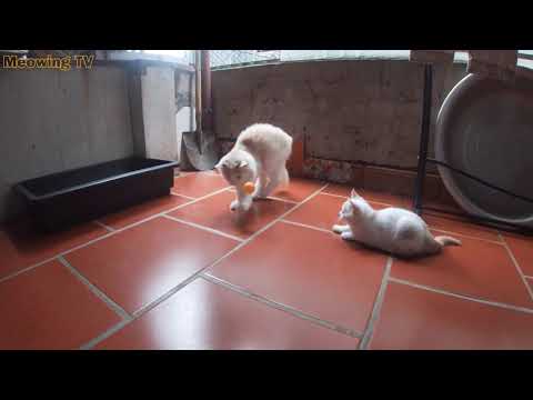 Play handball with the kitten. - YouTube