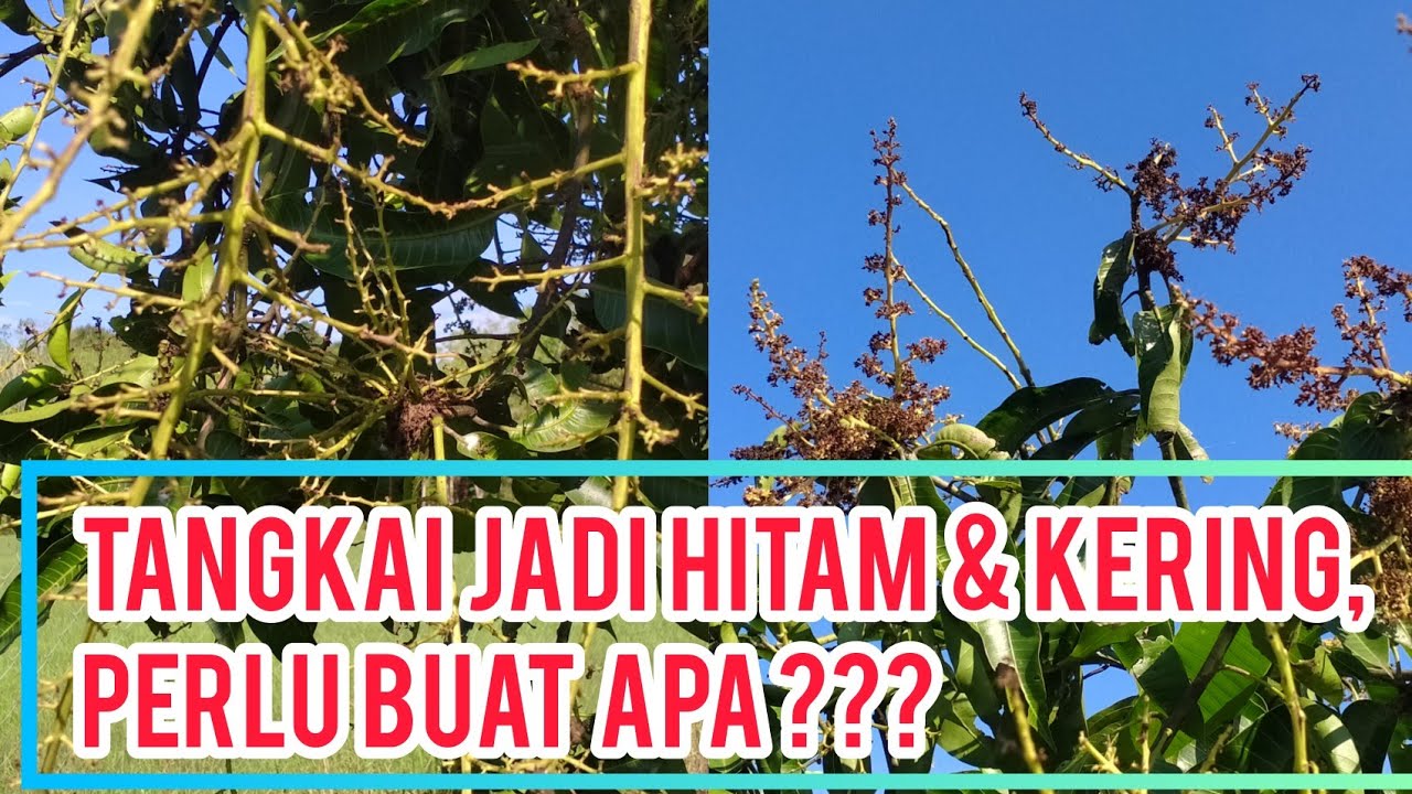 BUNGA MANGGA HARUMANIS JADI HITAM DAN KERING!!! APA YANG PERLU ...
