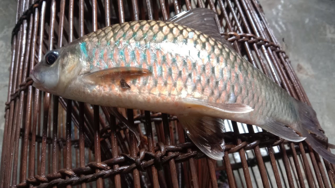 dapat ikan ini enaknya dibuat apa..? - YouTube