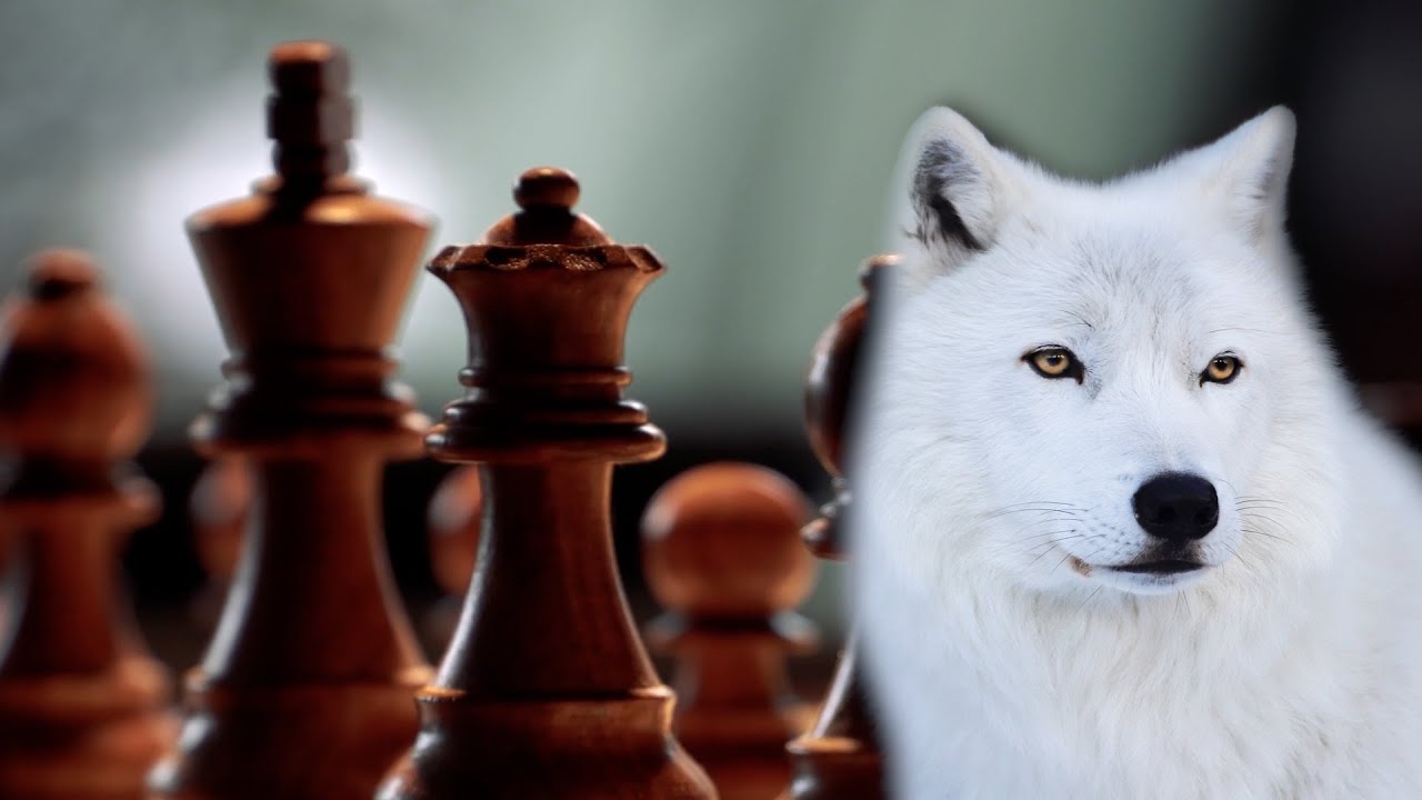 The Seer: The Wolf in Me - YouTube