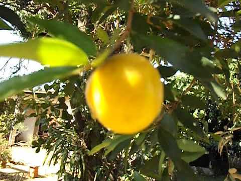 Frutas do cerrado: uvaia, uvalha ou uvalheira (Eugenia uvalha). - YouTube
