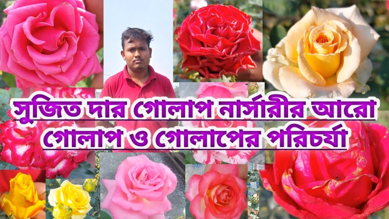 সুজিত দার গোলাপ নার্সারির আরো গোলাপ ও গোলাপের পরিচর্যা||Rose & Rose ...