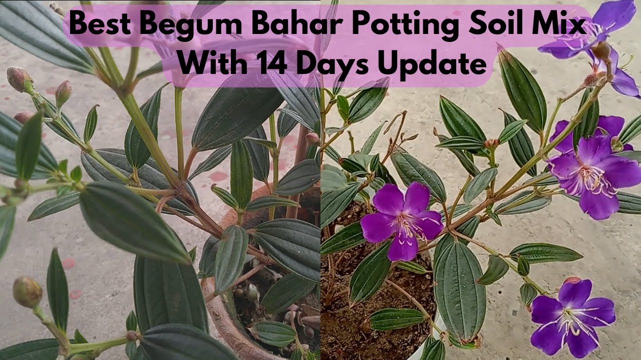 Best begum bahar potting soil mix with 14 day update | How to report ...