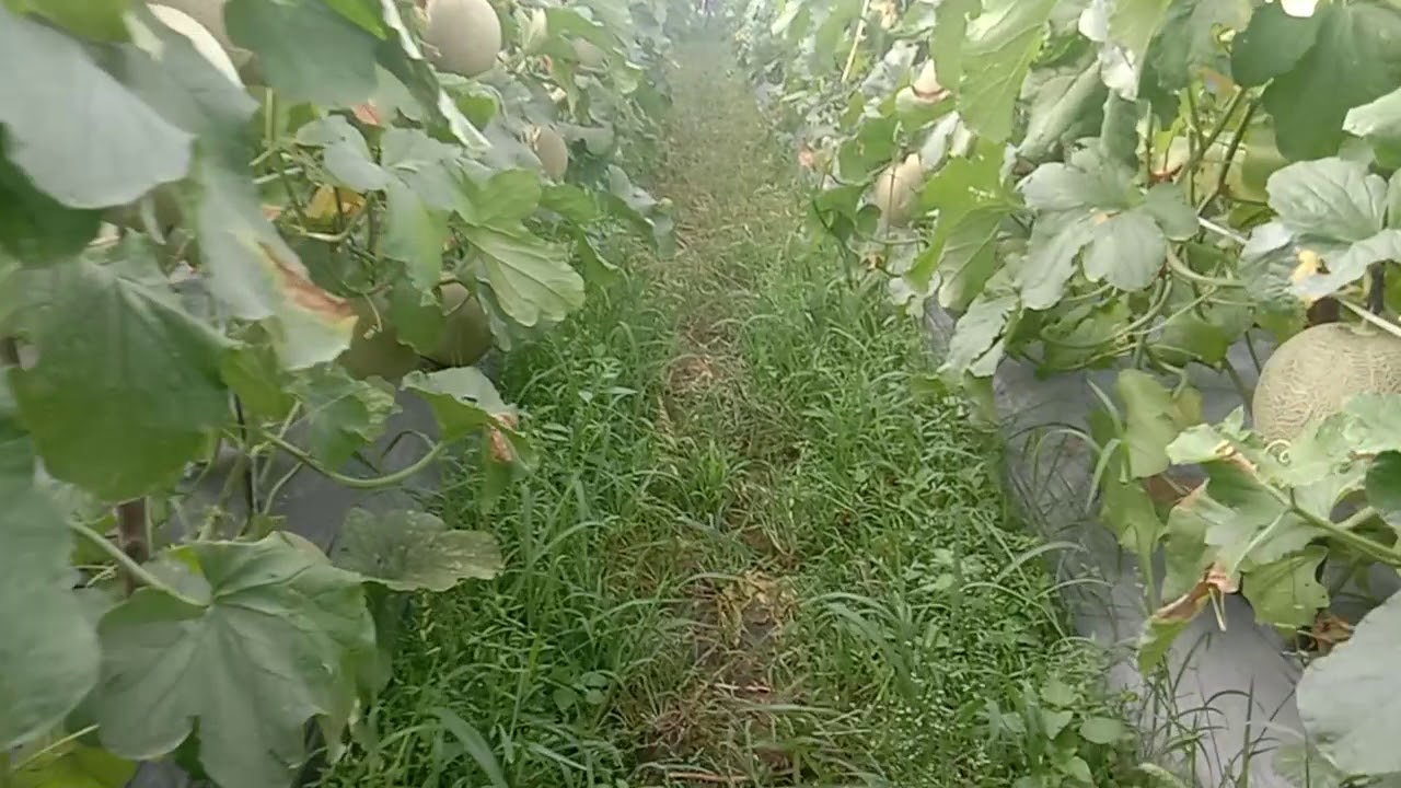 Melon merlin - YouTube