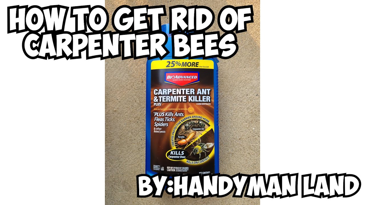 How To Get Rid Of Carpenter Bees - YouTube