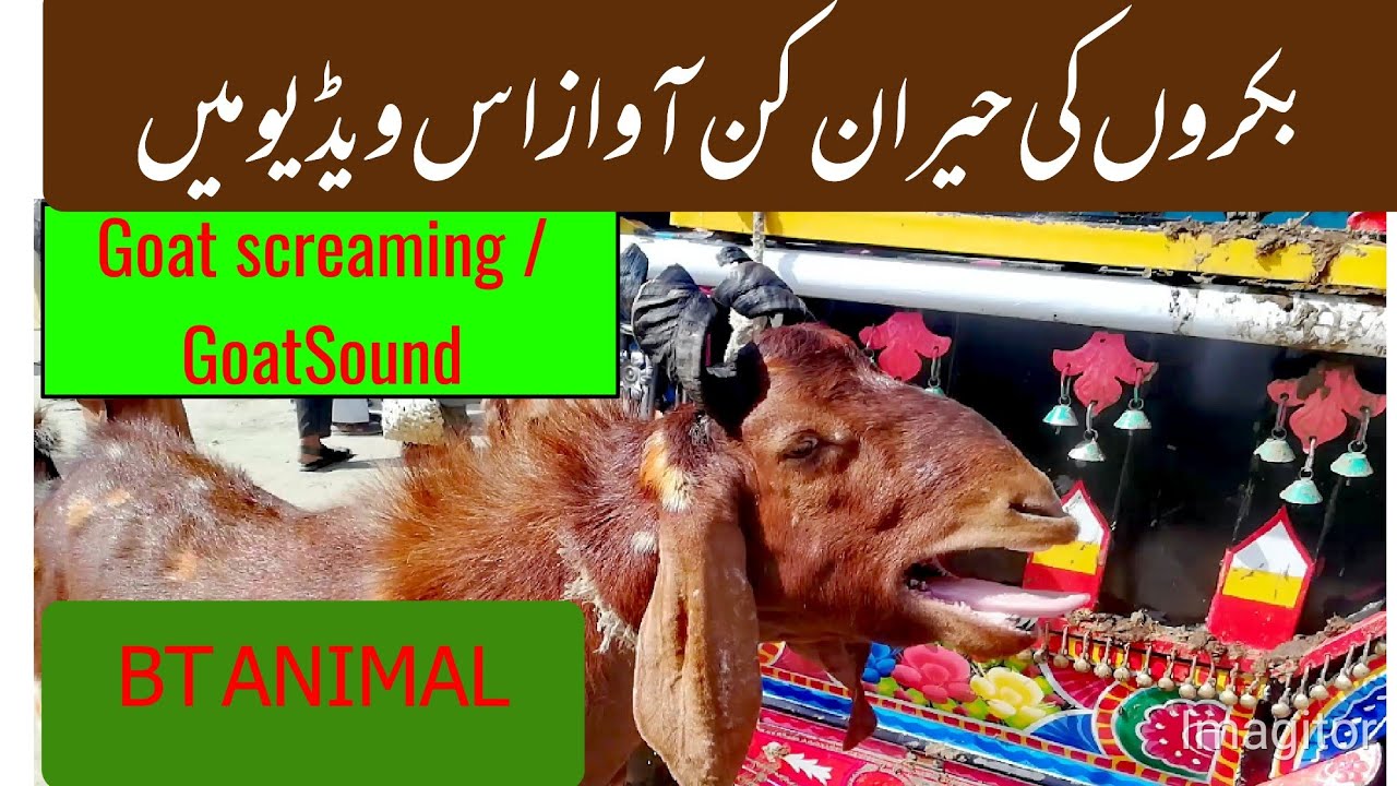 Goat Sound|Animal Sounds|pictures and Sound Of Goat|Goats Screaming ...
