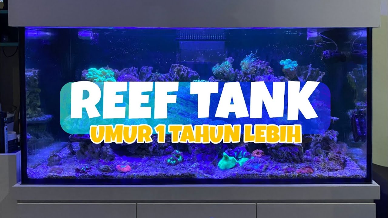 PENAMPAKAN REEF TANK (AQUARIUM LAUT) UMUR 1 TAHUN - YouTube