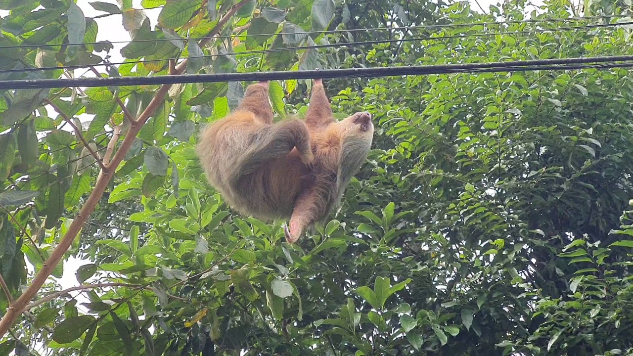 Sloth scratching it self - oso perezoso con picazón - YouTube