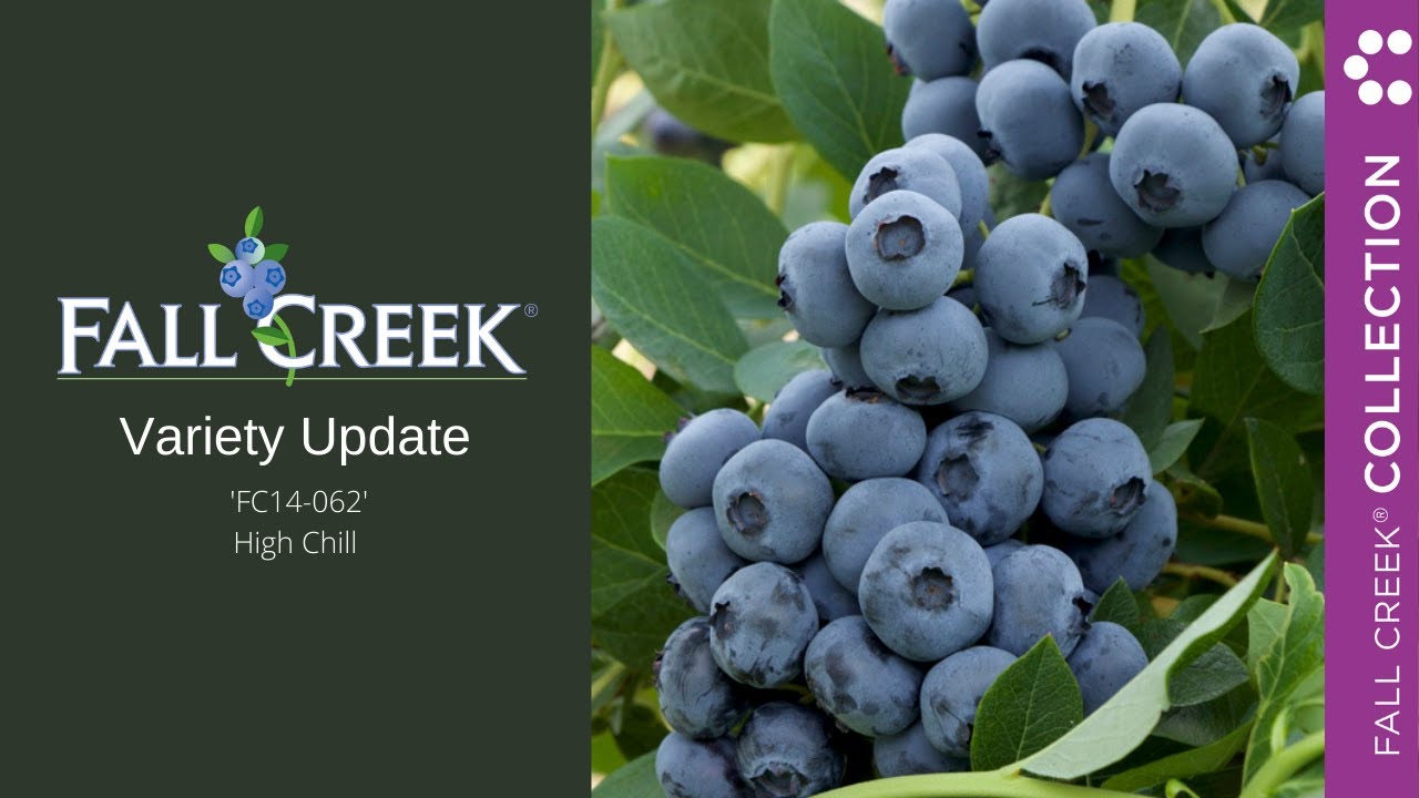 Fall Creek Collection - Variety Update - ArabellaBlue® 'FC14-062 ...