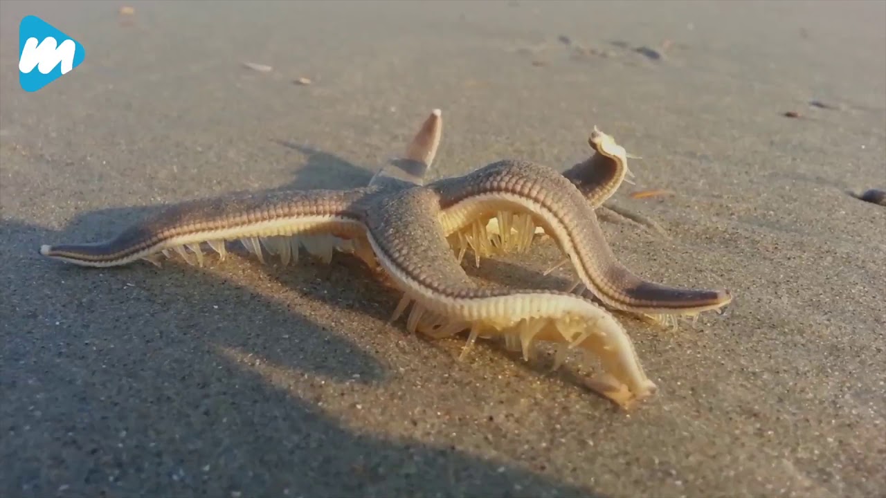 Walking Starfish On Road Caught On Camera 2018 | Don't Believe It - YouTube