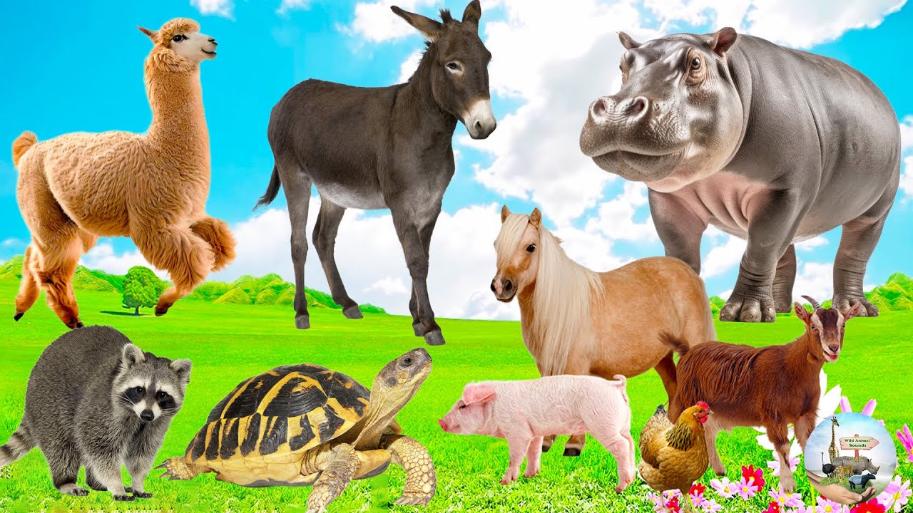 Farm Animal Sounds: Alpaca, Shelduck, Frog, Hippopotamus, Tortoise ...