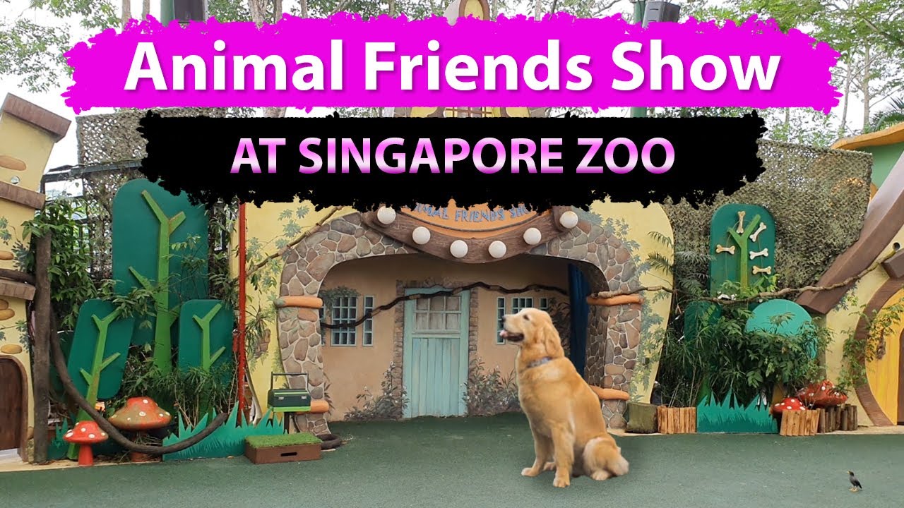 Animal Friends Show | Singapore Zoo Show | Animal Show for Kids - YouTube