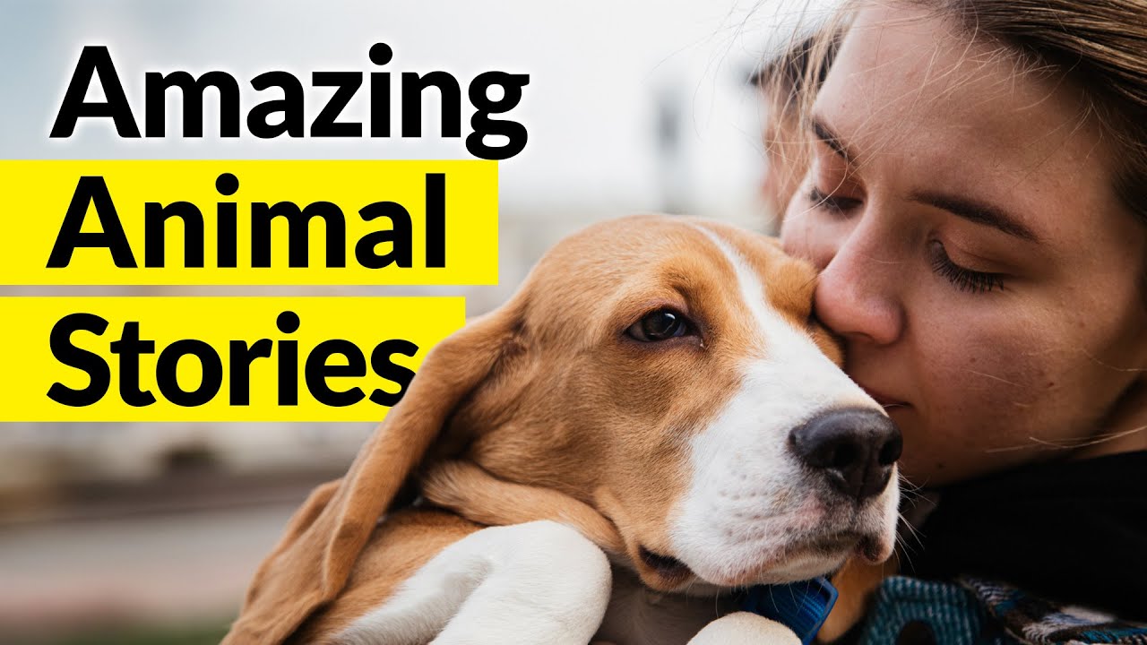 How Animal Communication Works (Mind-Blowing Stories) - YouTube