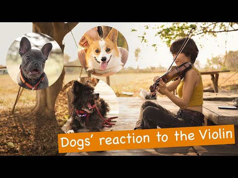 Dogs' reaction to the violin ♪ - YouTube