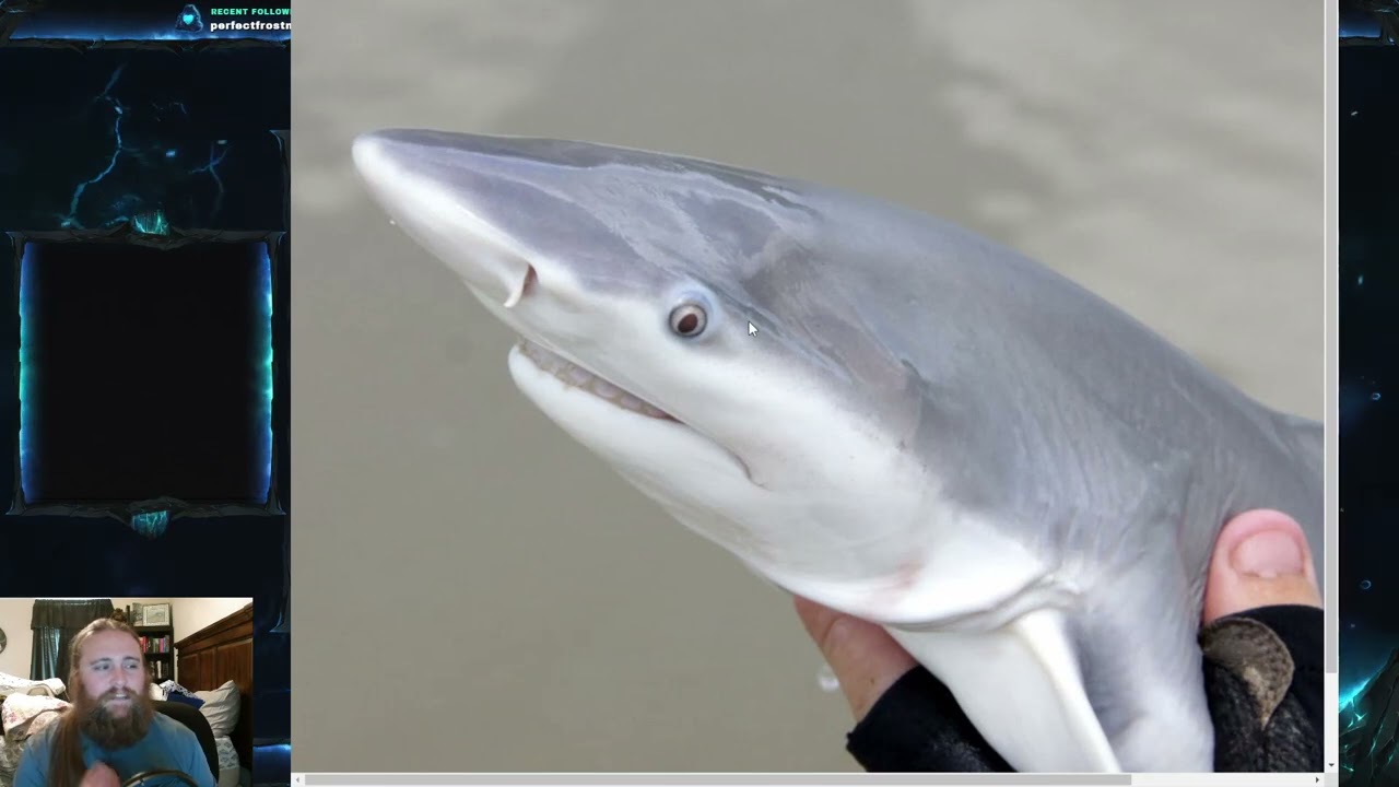 Fish Friday #97 - Speartooth Shark (Glyphis) - YouTube