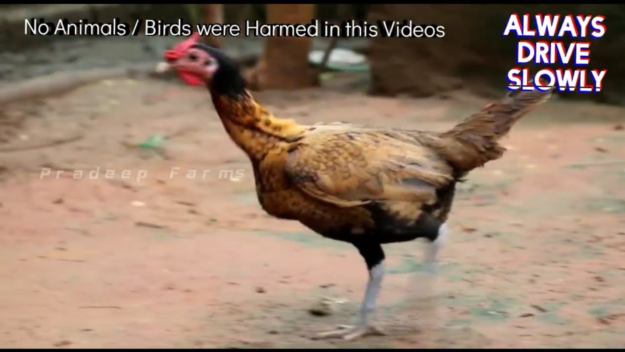 Peru Breeding Hen || Peruvian || Pradeep Farms || Vijayawada || Andhra ...