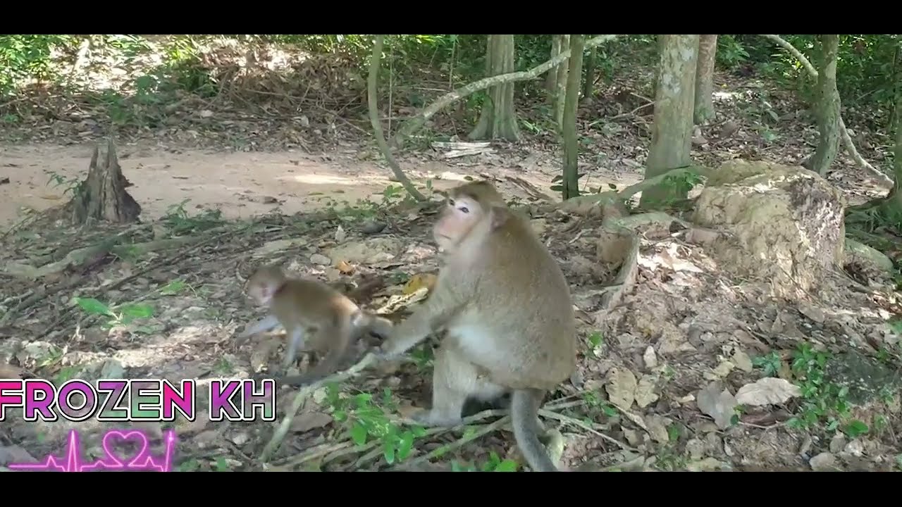 Baby monkey want to play around mother - YouTube
