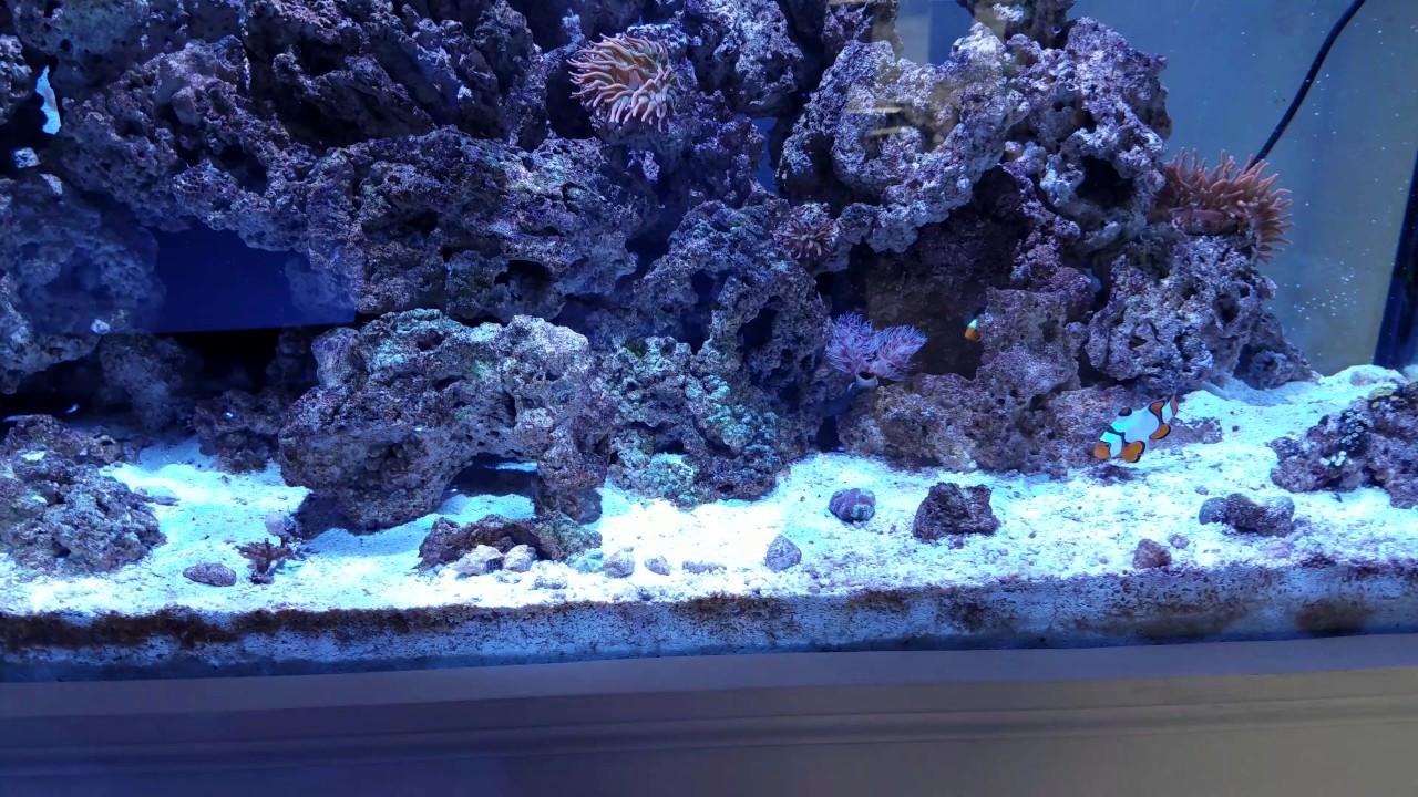 reef tank build (part 7) part 2 - YouTube