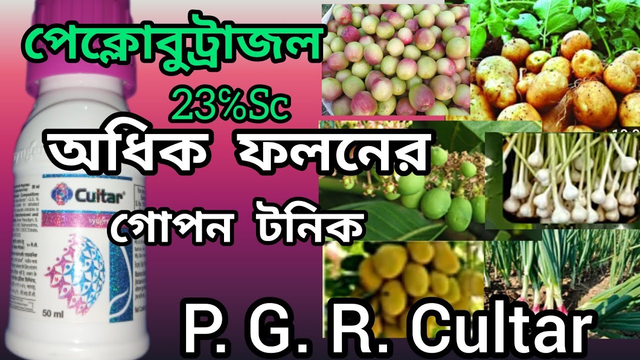 বাম্পার ফলন পেতে পি,জি,আর,কাল্টার/ HowTo Use P.G.R. Syngenta's Cultar ...