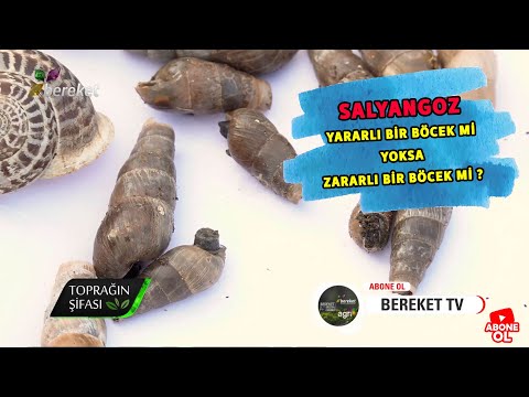 Salyangoz, Turunçgil Zararlısı Peki Salyangozun Yararlı Bir Çeşidinin De Olduğunu Biliyor Musunuz ?