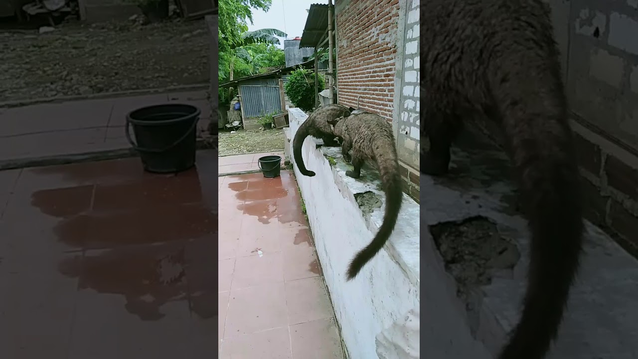 MUSANG PANDAN BIRAHI - YouTube