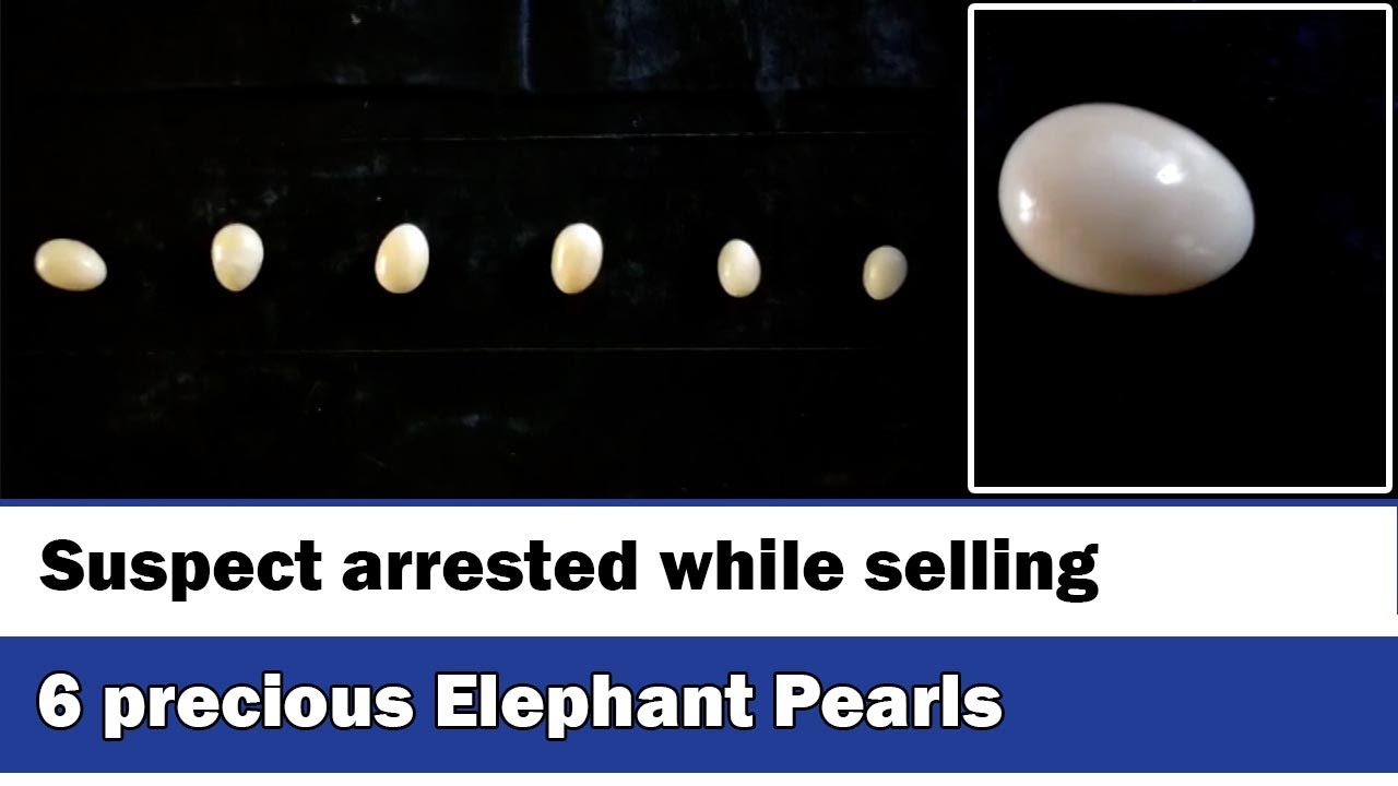 Suspect arrested while selling 6 precious Elephant Pearls - YouTube