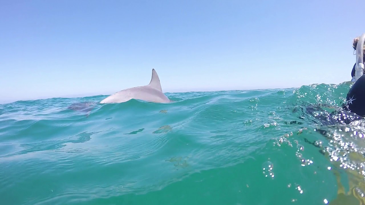 Swimming with dolphins at Rockingham Wild Encounters - YouTube