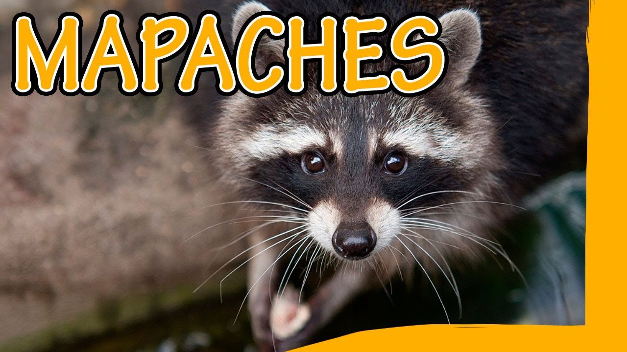 🦝 MAPACHES: Información al detalle - YouTube