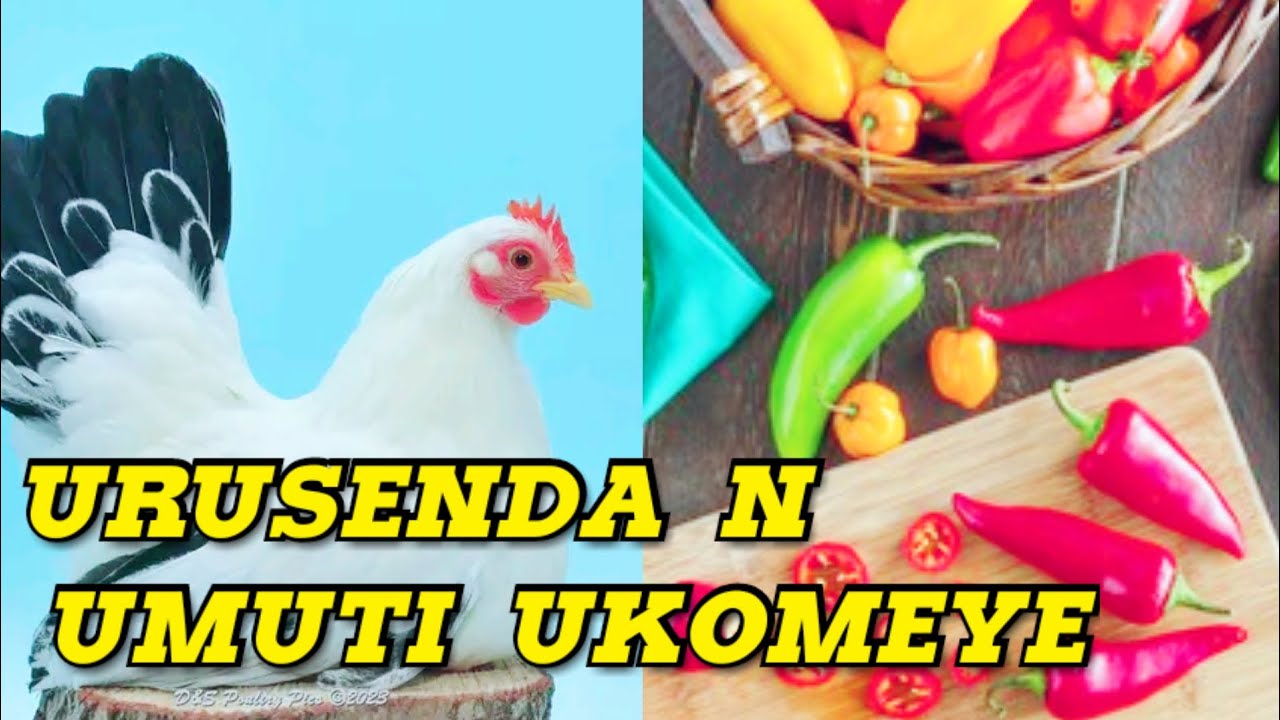 KORESHA URUSENDA WONGERE IBYO WINJIZA #urusenda numuti ukomeye - YouTube