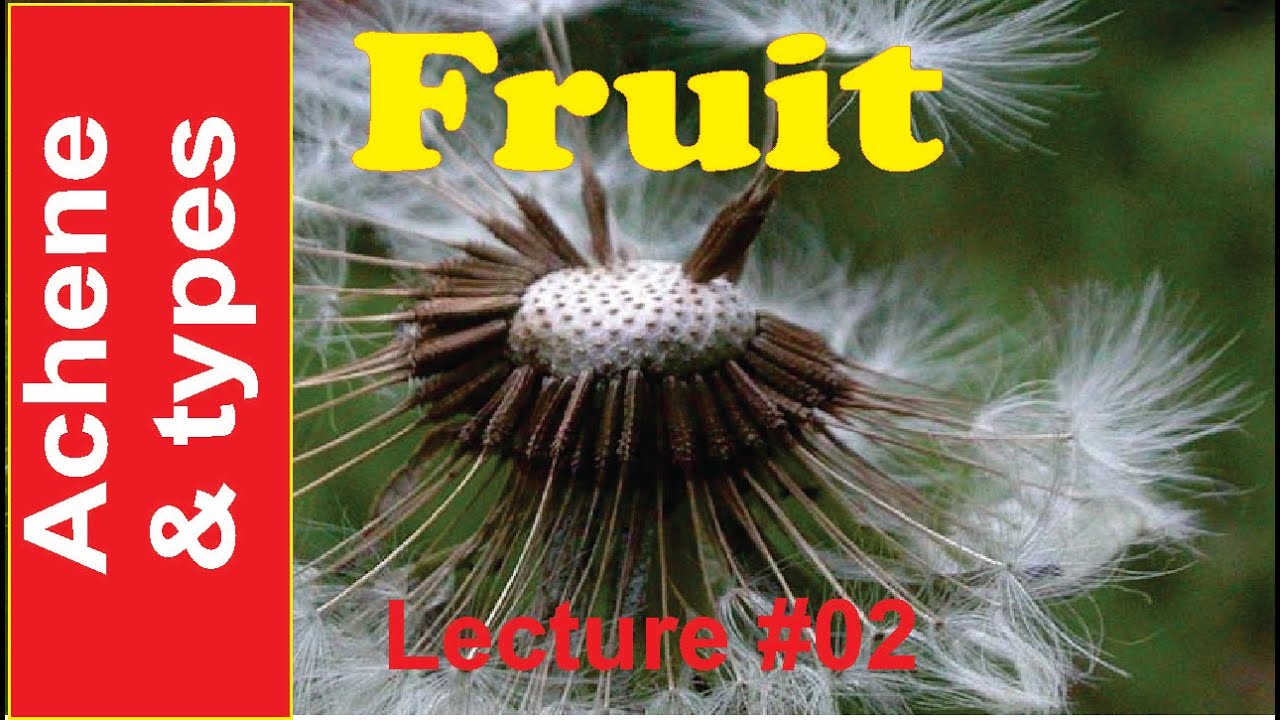 Fruit; Lecture 2 Achenial Fruits for B.S. - YouTube