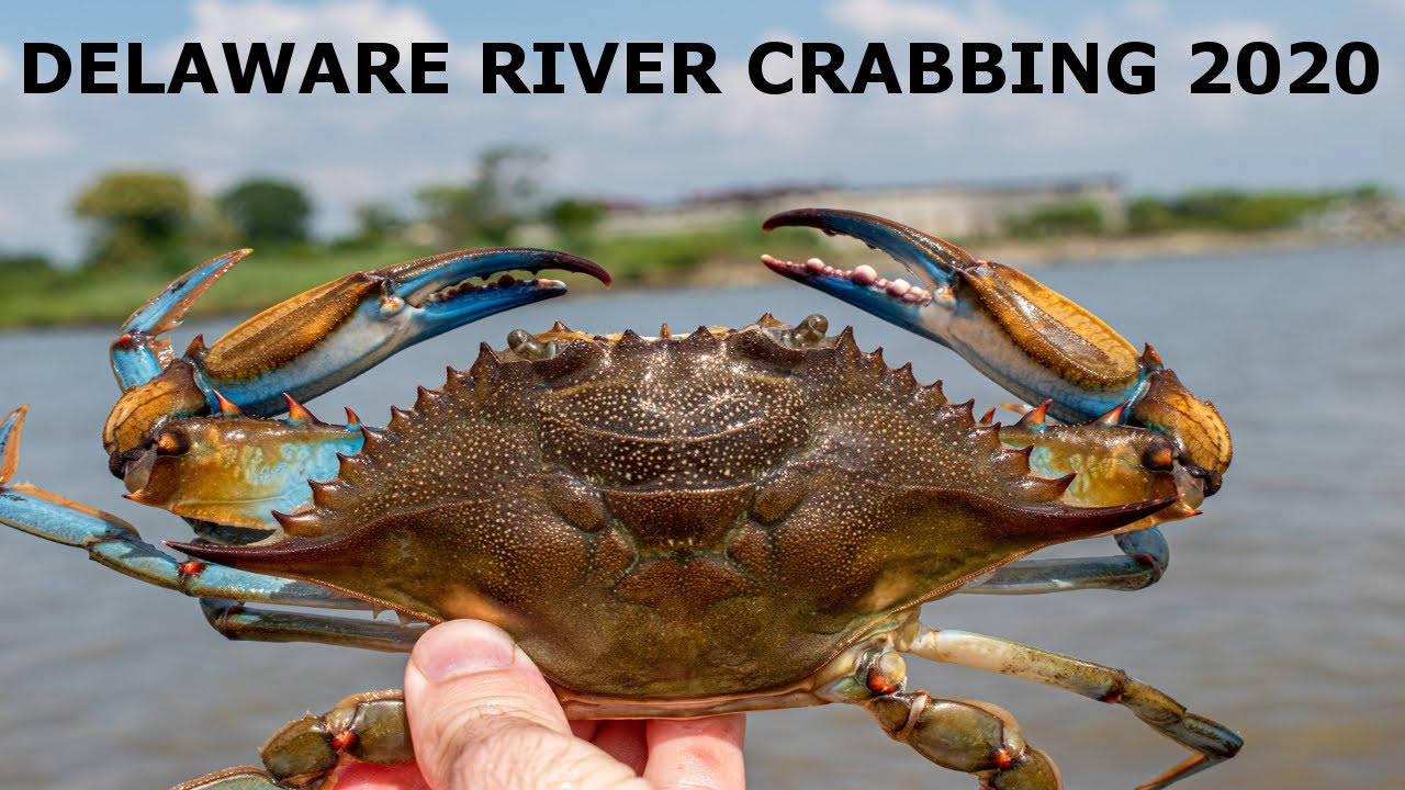 Catching BEAUTIFUL BLUE CRABS using Bunker and Chicken Necks! - YouTube