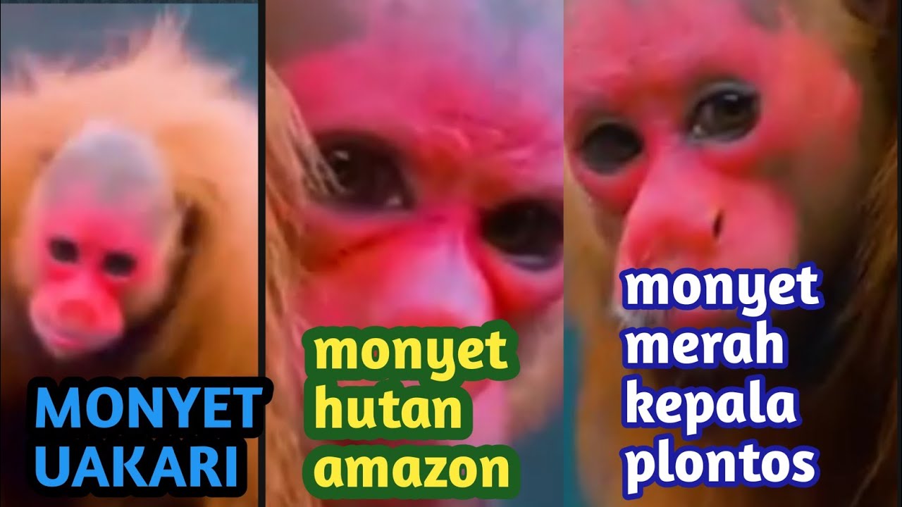 fakta unik monyet uakari monyet merah kepala plontos - YouTube