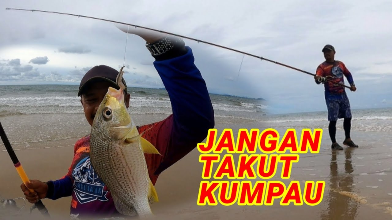 SIGERUT EMAS PEMBUNUH KUMPAU PANCINGAN PANTAI #surf - YouTube