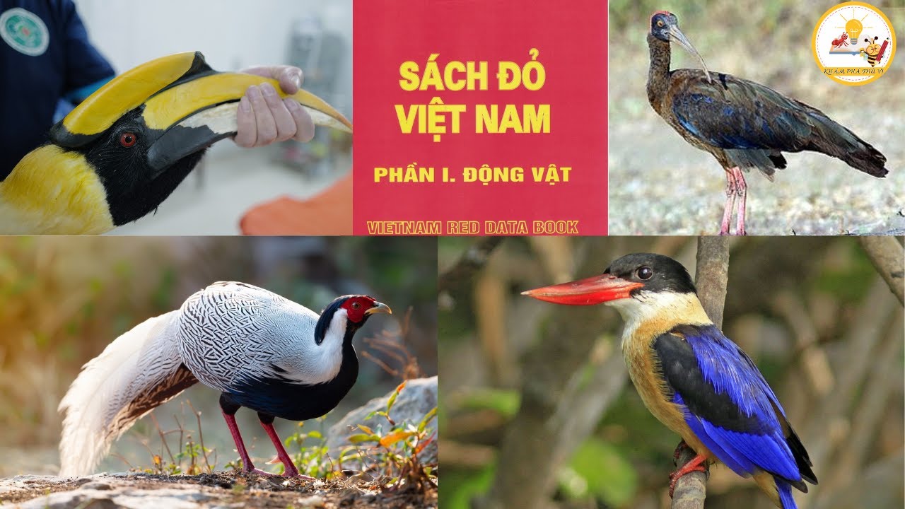 10 loài chim quý hiếm nằm trong SÁCH ĐỎ Việt Nam xem nhanh kẻo tuyệt ...