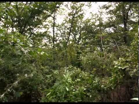 Enciclopedia Plantelor - Socul - YouTube